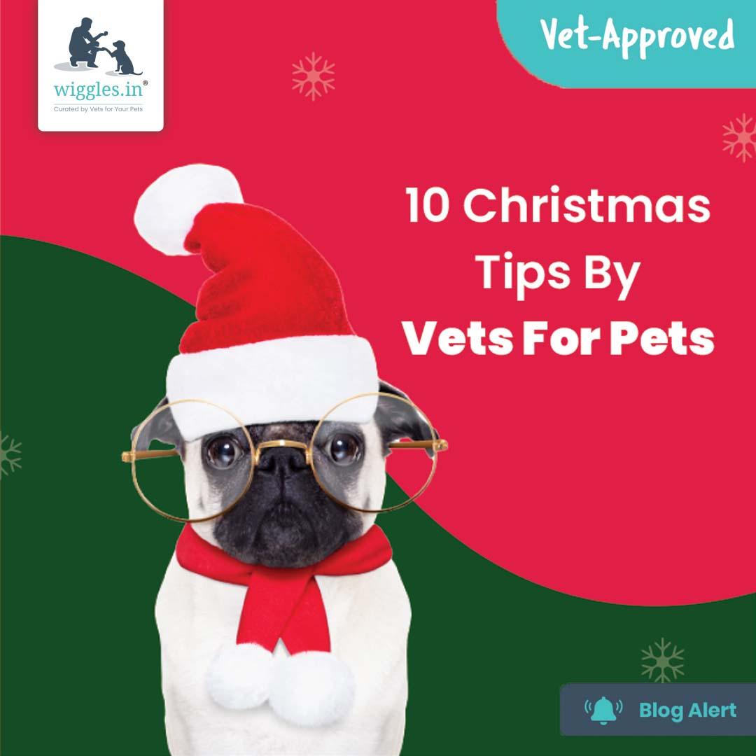 10 Christmas Tips By Vets For Pets