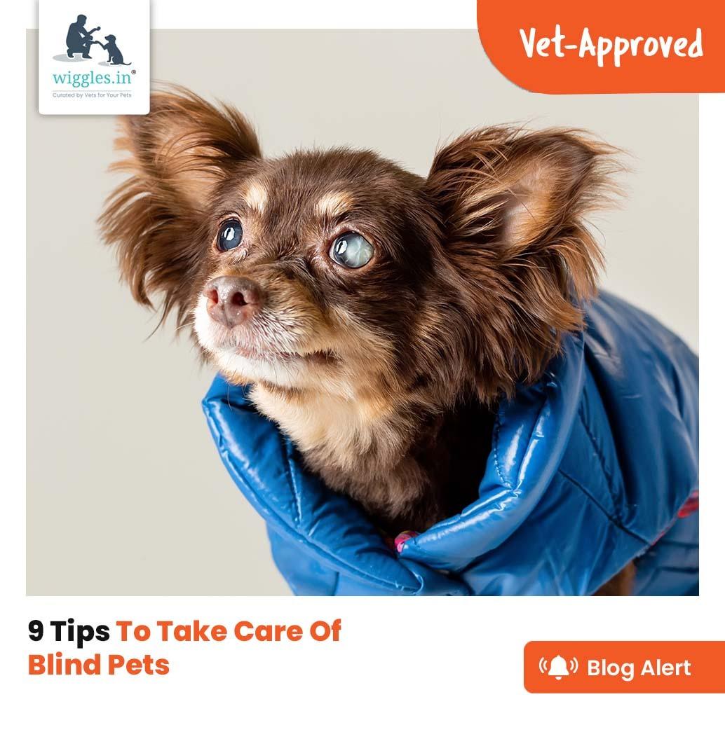 9 Tips To Take Care Of Blind Pets – Wiggles.in