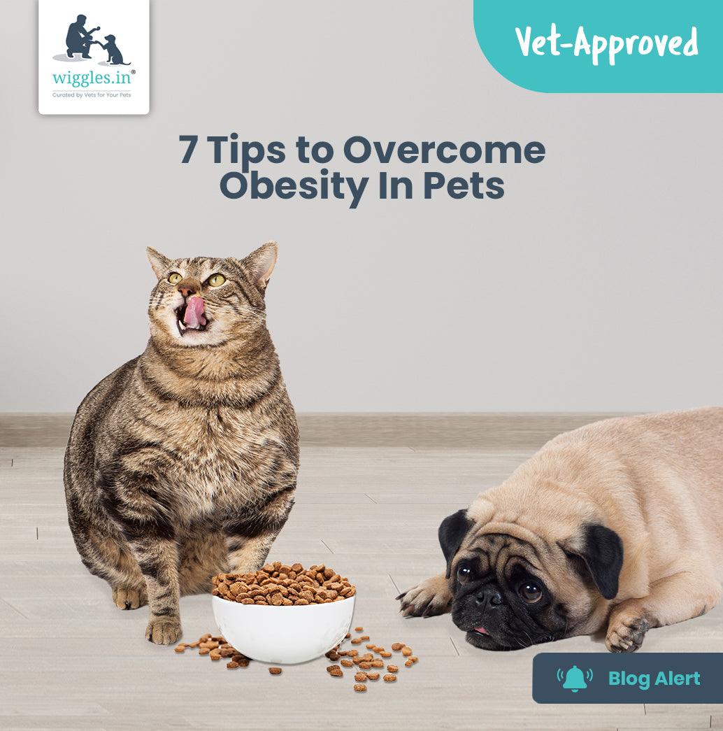 7 Tips to Overcome Obesity In Pets | Wiggles Blog – Wiggles.in