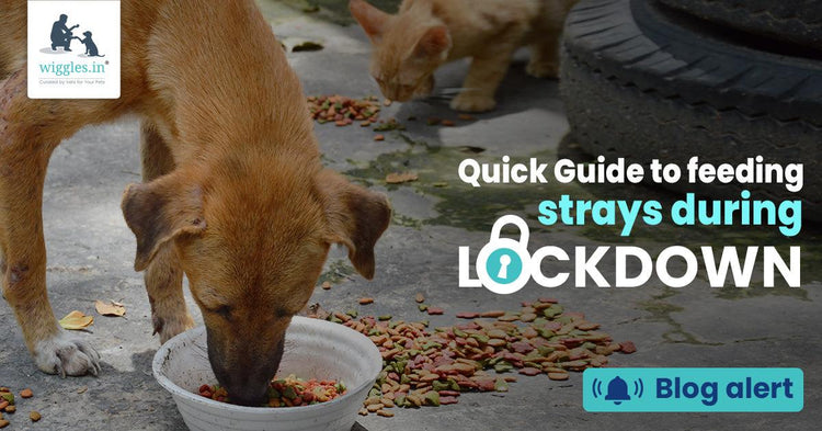 Quick Guide to feeding strays during Lockdown