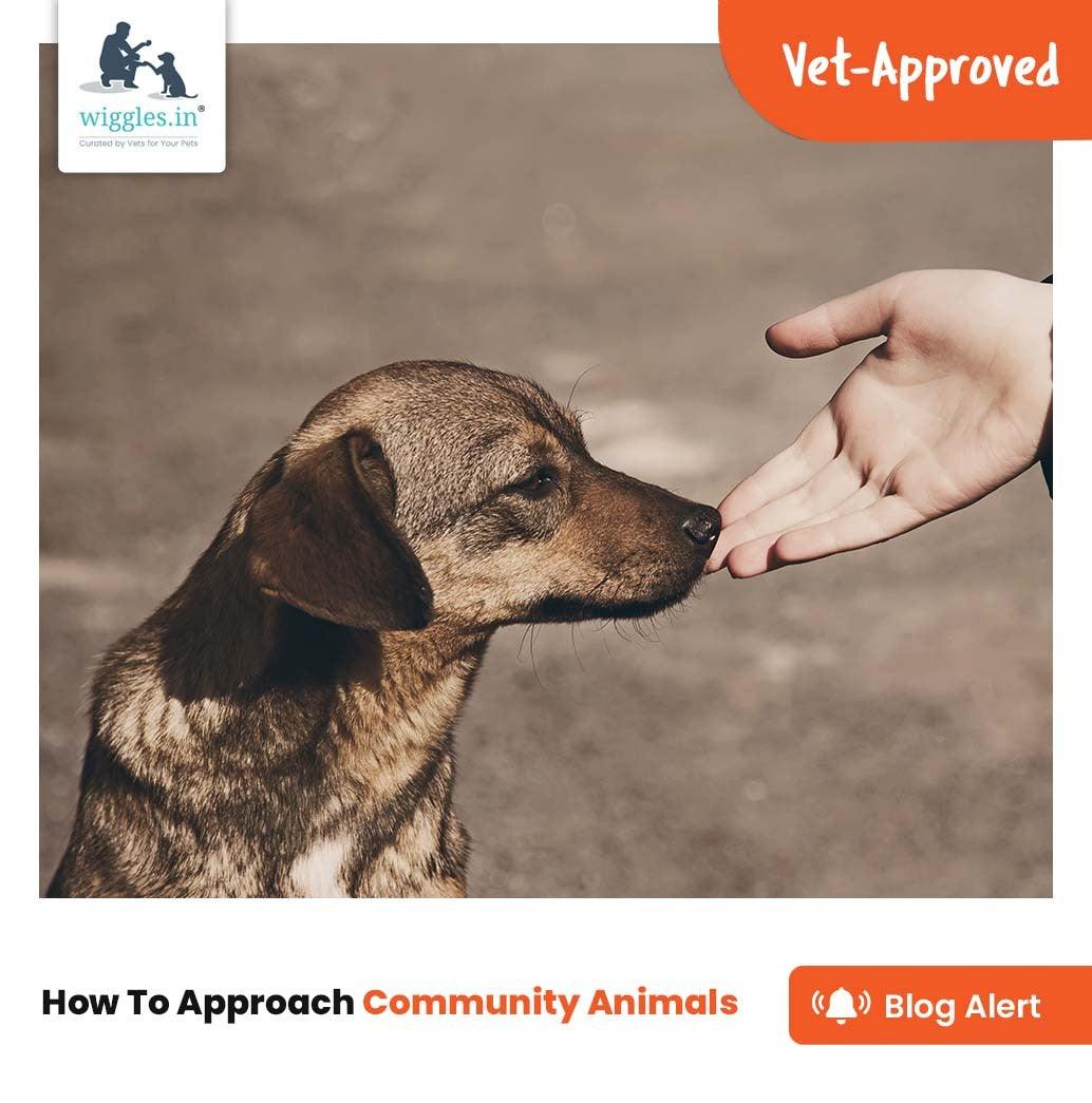How To Approach Your Community Animals