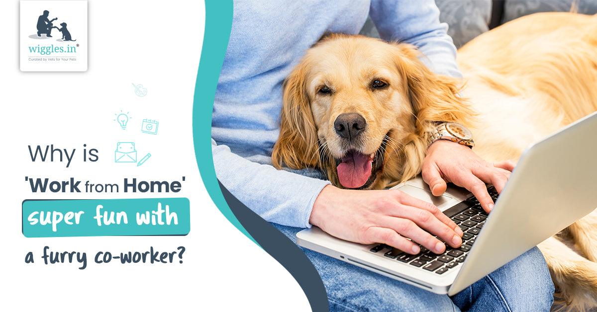 Why is Work from Home super fun with a furry co-worker?