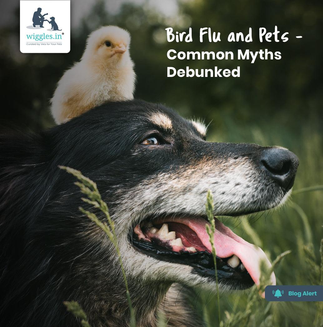 Bird Flu and Pets - Common Myths Debunked